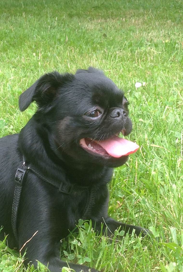 Historie plemene :: simcik-brabantik